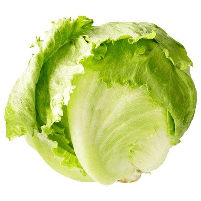 Kip - Lechuga repollada grande (iceberg)